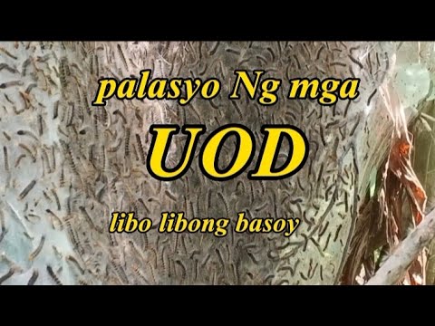 BAHAY Ng mga UOD (basoy) aking nadiskubre... - YouTube