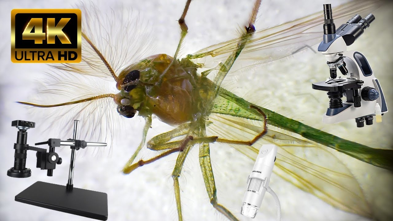 SUPER MACRO PHOTOGRAPHY (MICRO PHOTOGRAPHY) - I TRY PHOTOGRAPH AN ...