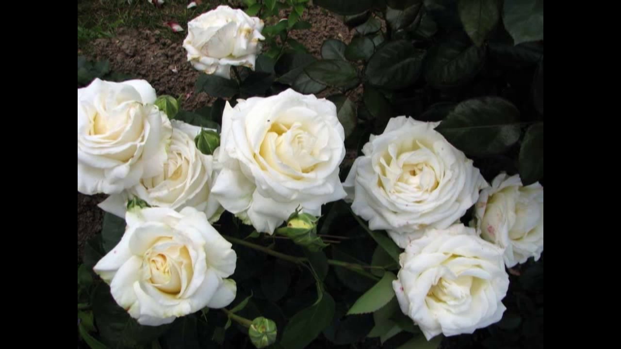 BIELYJE ROZY (Białe róże) po polsku - YouTube