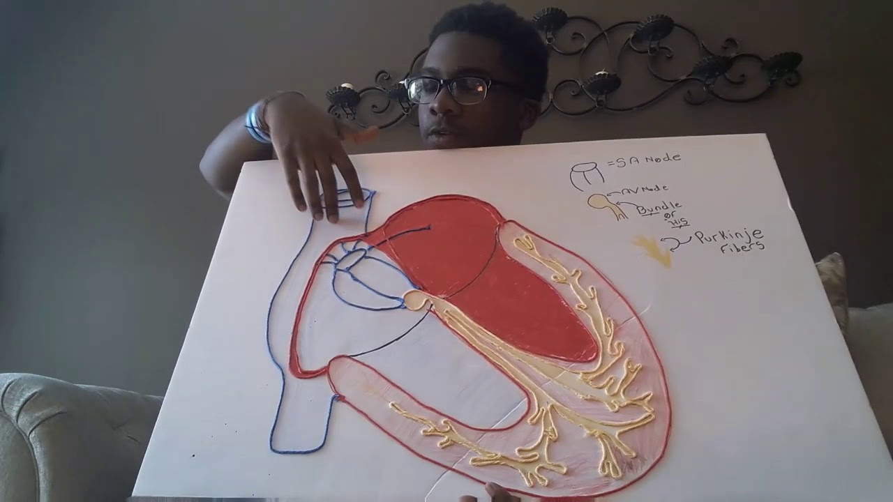 Conduction of the Heart project - YouTube