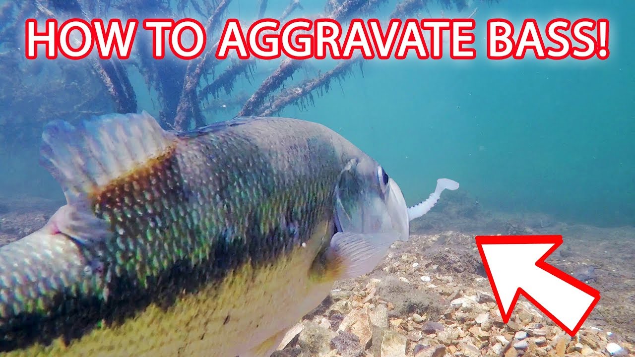 BED FISHING TRICKS Sight Fishing For BASS Aggravate Them YouTube bed-fishing-tricks-sight-fishing-for-bass-aggravate-them-youtube