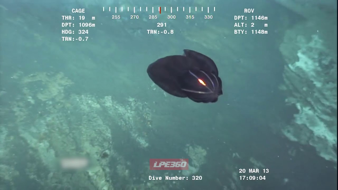 Fake alien creature near ocean floor - YouTube