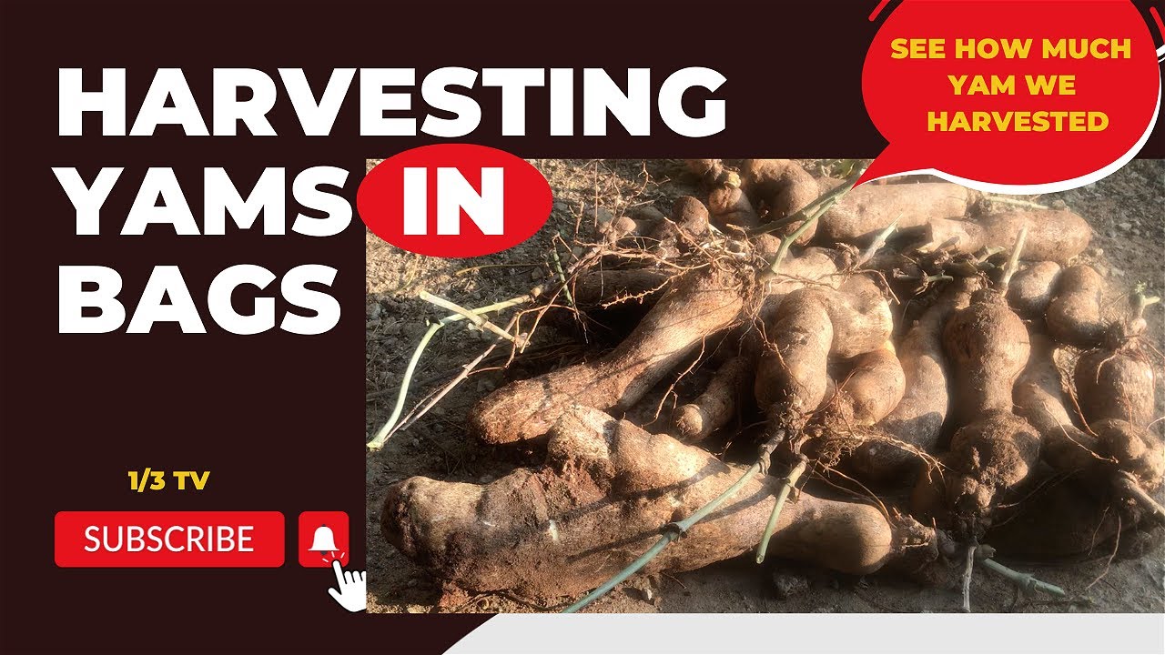 Harvesting Yams In Bags (NEW) - YouTube