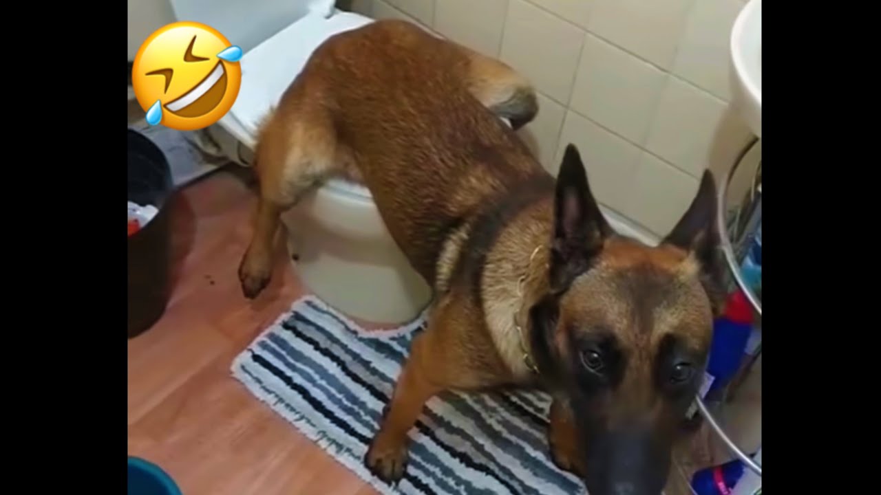 Hilarious Animal Compilation 2024 | Funny Pets and Wild Animals Caught ...