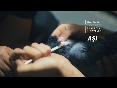 Fragman | Güvercin Hikayeleri 18 | Aşı
