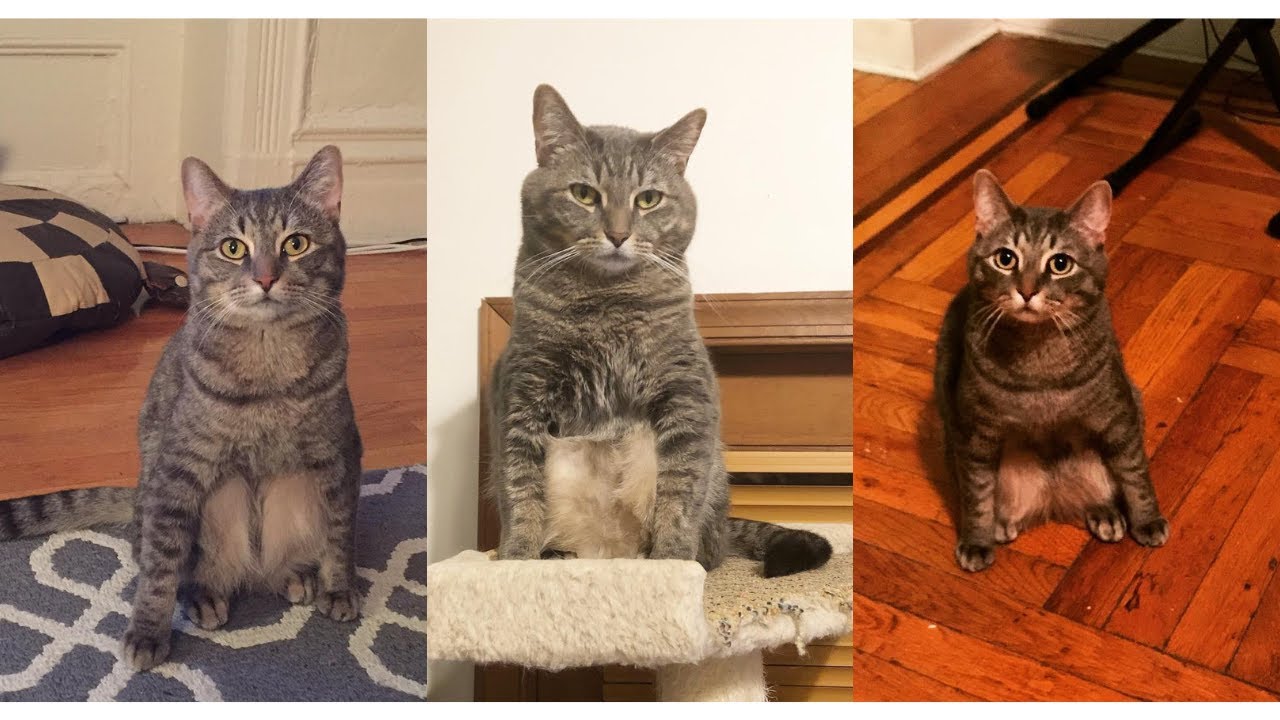 Meet Wilbur: A Rescue Cat with a Human-Like Sitting Pose! - YouTube
