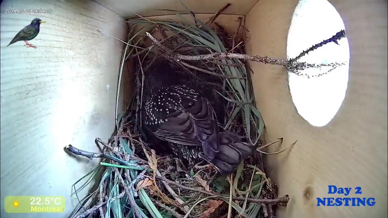 Day 2 nest building European starlings bird box cam live 24/6/6 - YouTube