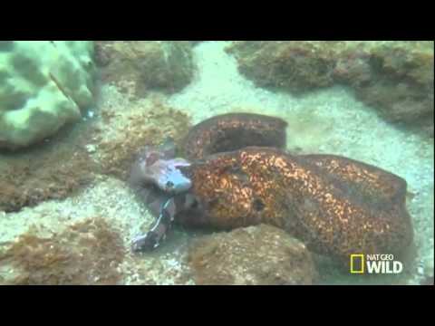 Night Stalker Eels Have An Alien Jaw - YouTube