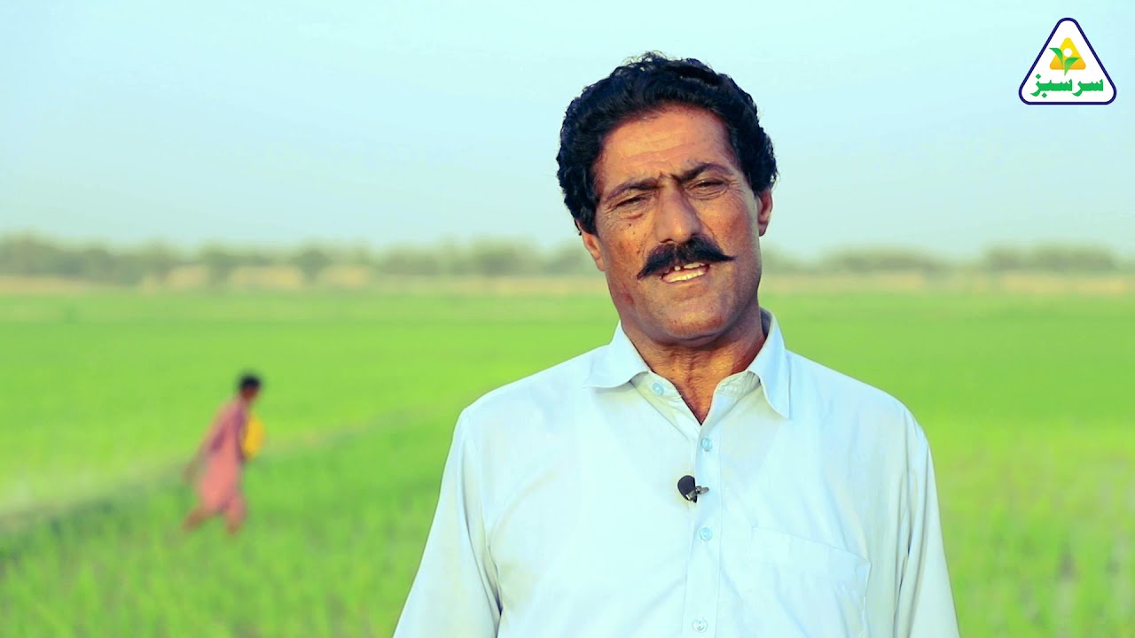 Ahmed Baksh | Kot Mubarak Zila Dera Ghazi Khan | Rice Crop | Sarsabz ...