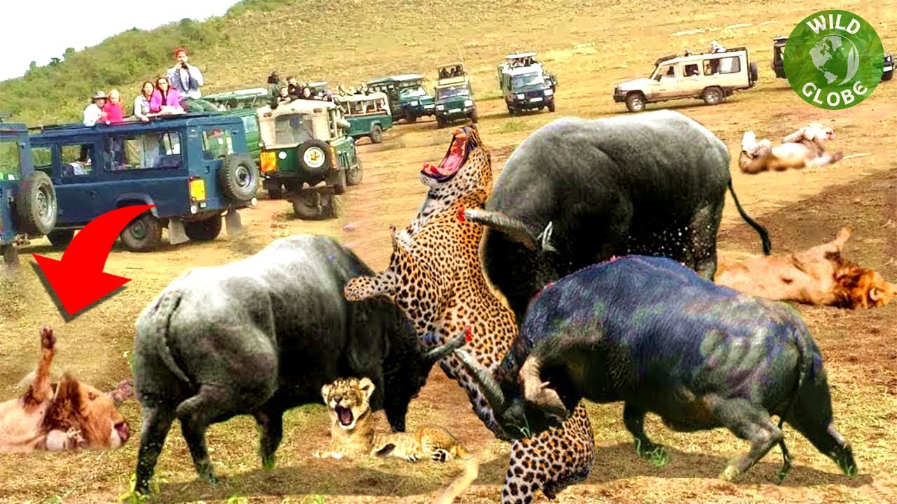 BUFFALO Fiercely Attacks LION To Save His Calf and attack LION cub ...