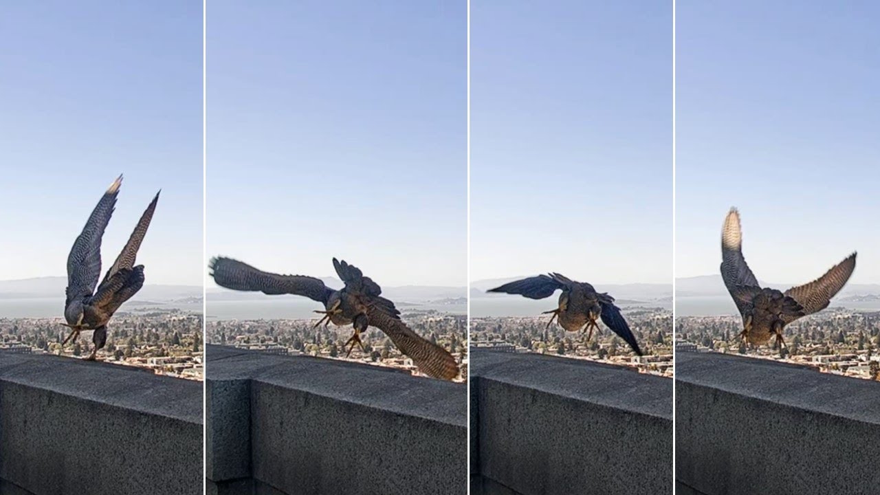 Cal Falcons: Annie soars 🚀 around the tower before returning to eggs 🥚🥚 ...