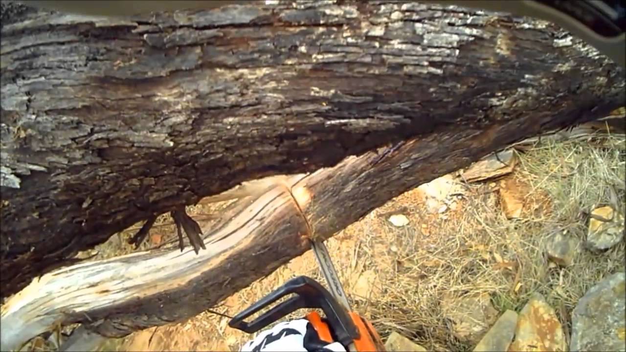 Trail Clearing/fallen tree removal ~ so I can ride! - YouTube