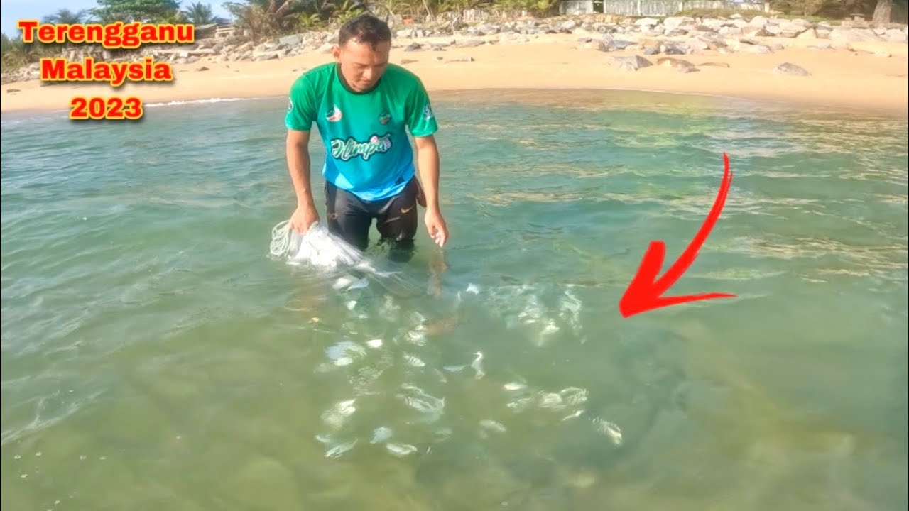 🇲🇾Kawanan Ikan Pelata Timbul Hanya Beberapa Saat Sahaja! | Rezeki ...