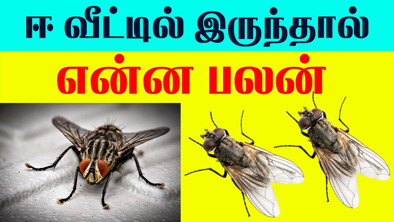 T Tamil Technology Indian Astrology t-tamil-technology-indian-astrology
