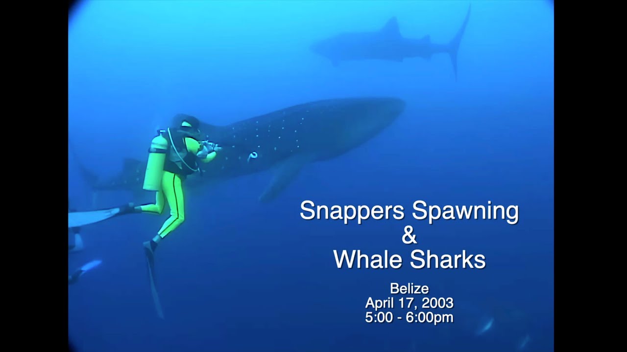 Whale sharks & snappers spawning Belize 2003 - YouTube