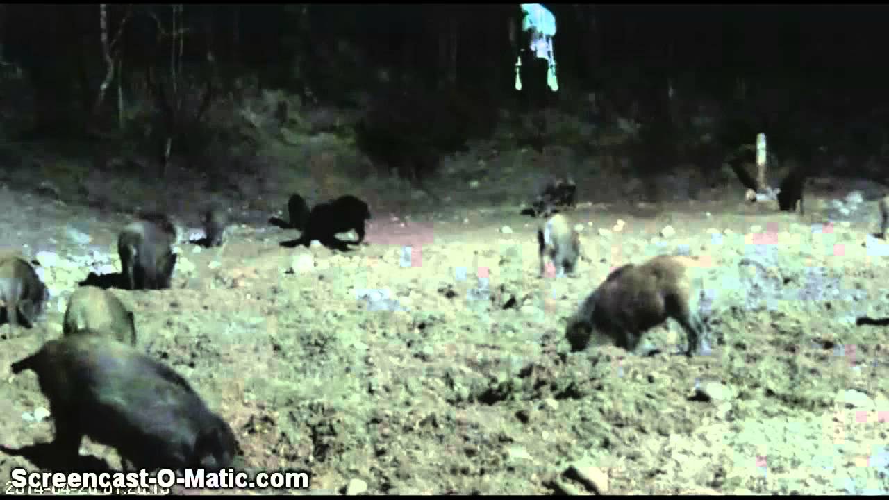 Polish Wild Boars-Using Noses-20 Apr 2014 - YouTube