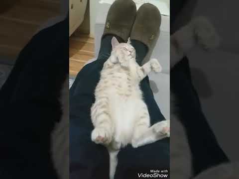 Dandini Dandini Dandiniko...