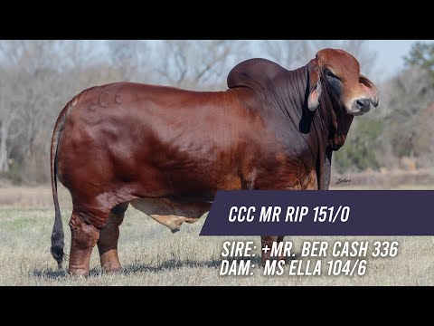 AMERICAN BRAHMAN / CCC Mr RIP 151/0