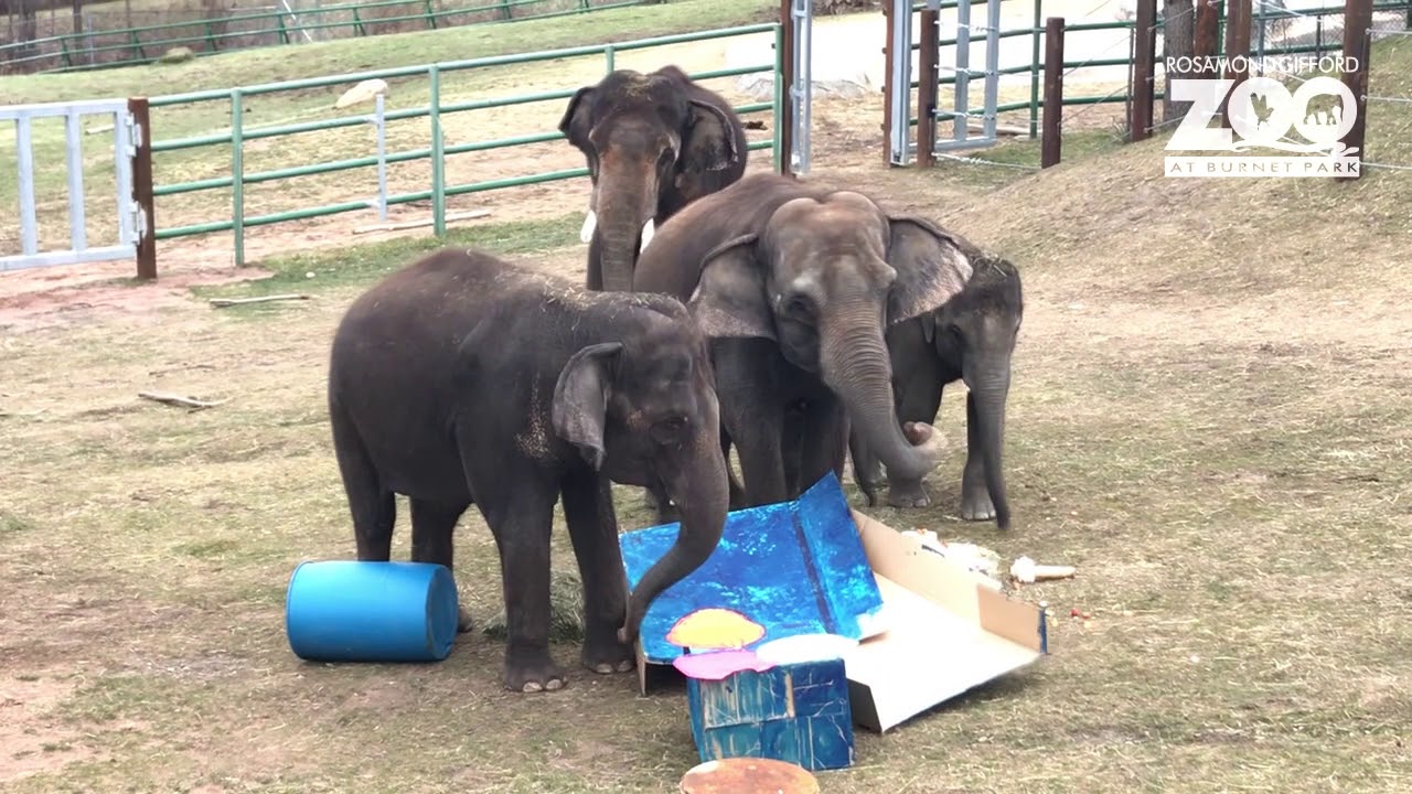 Elephant Birthday Party Part 2 - YouTube