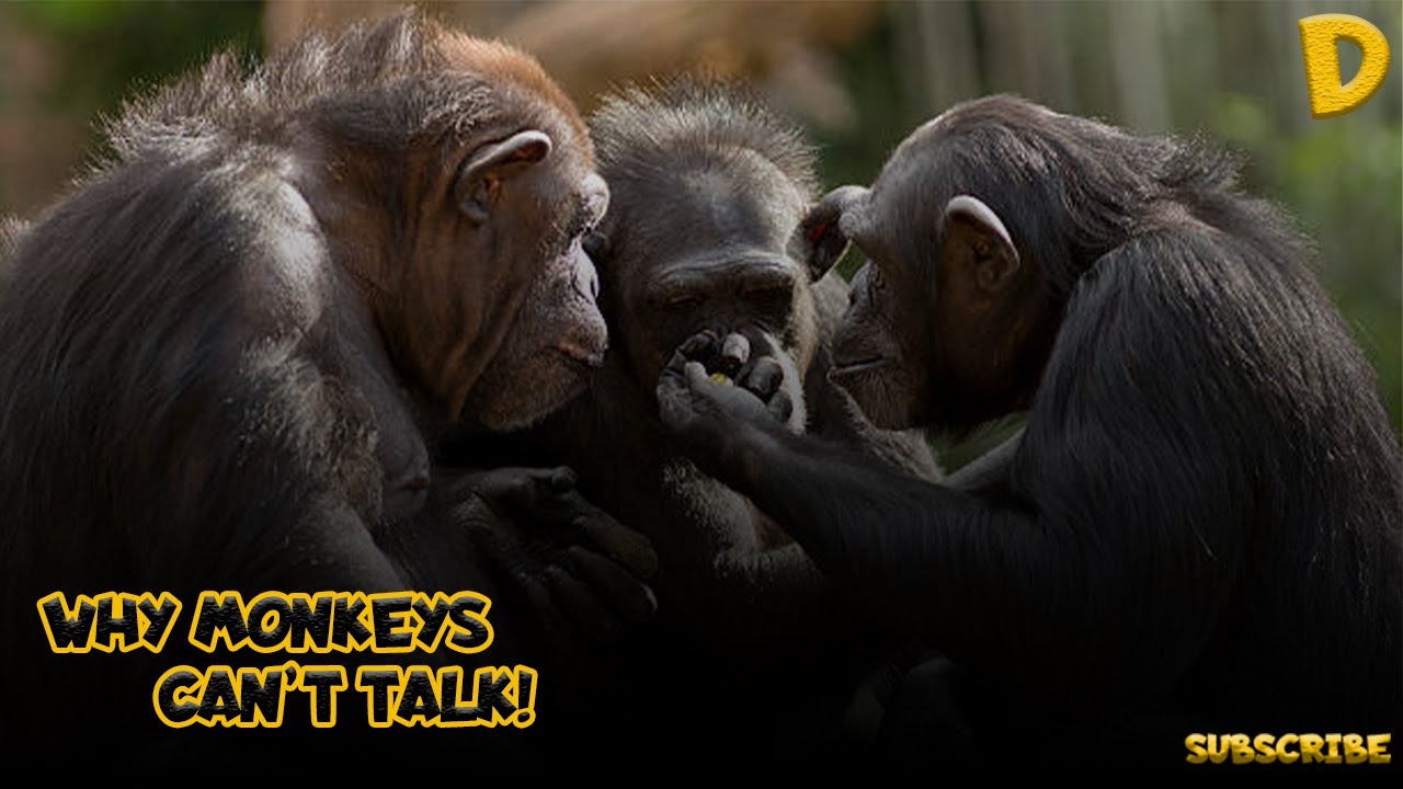 Why Monkeys Can't Talk : The Fascinating Reason - YouTube