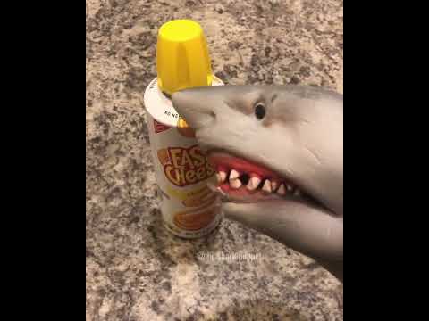 Shark Puppet eats cheese - YouTube