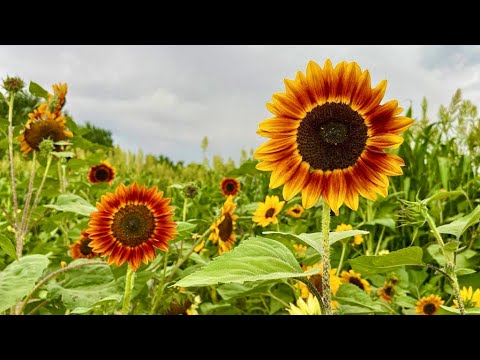 Anderson Farms Farm in Weld County, Colorado sunflower field Sunflower ...