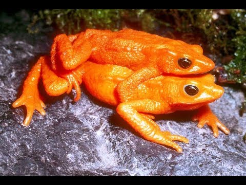 Golden Toad - YouTube