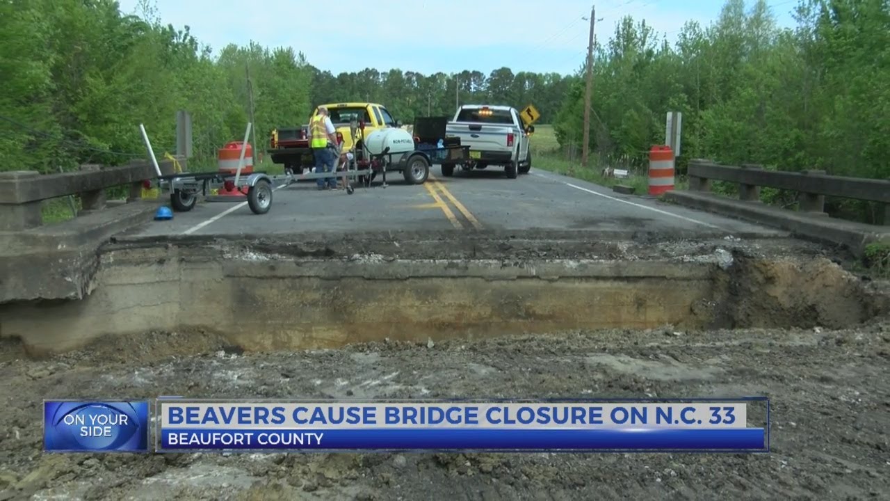 N.C. DOT: Beaver dam blockage causes bridge on N.C. 33 to close - YouTube