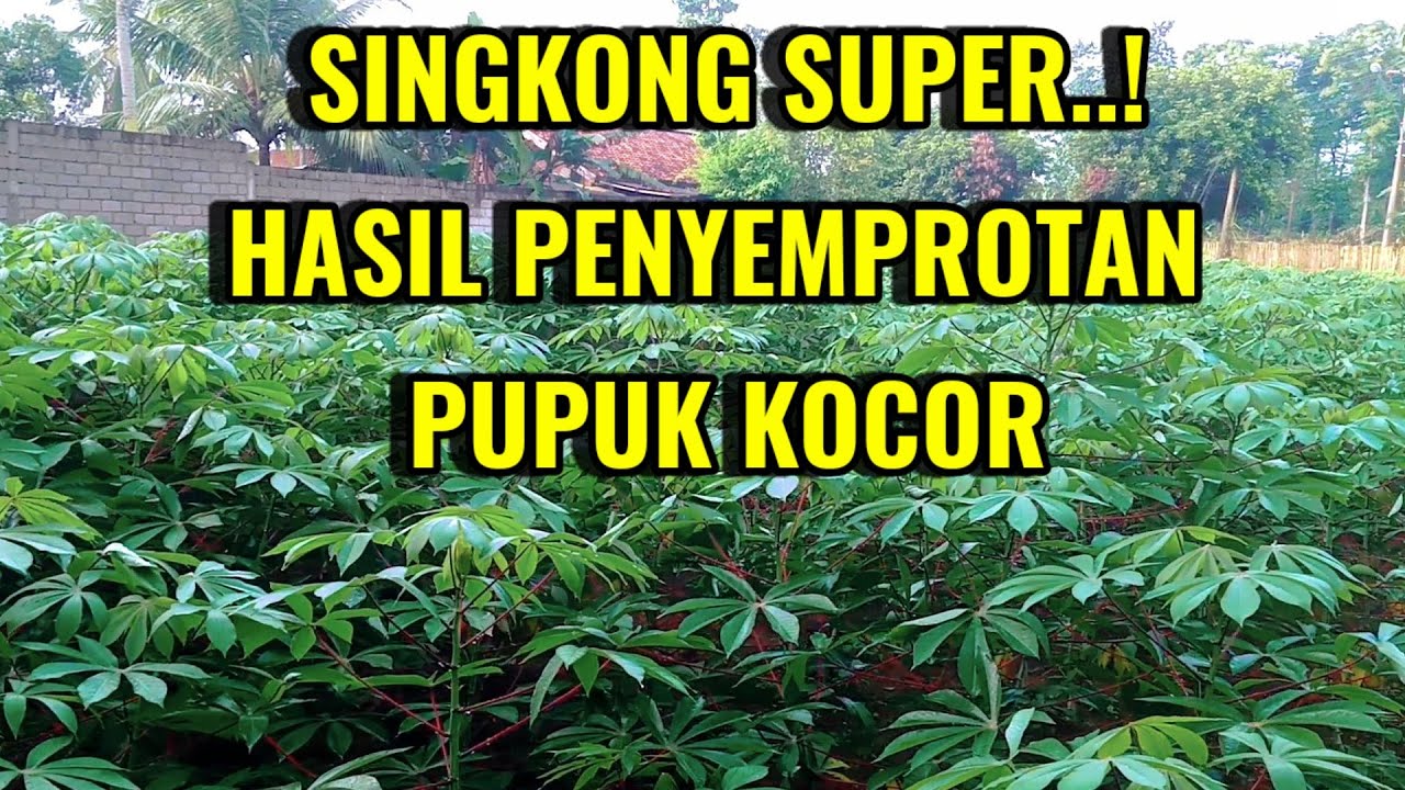 Singkong super hasil penyemprotan dengan metode pupuk kocor - YouTube