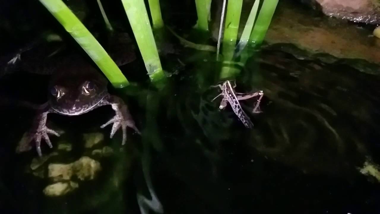 Florida Bog Frog eating a Grasshopper - YouTube