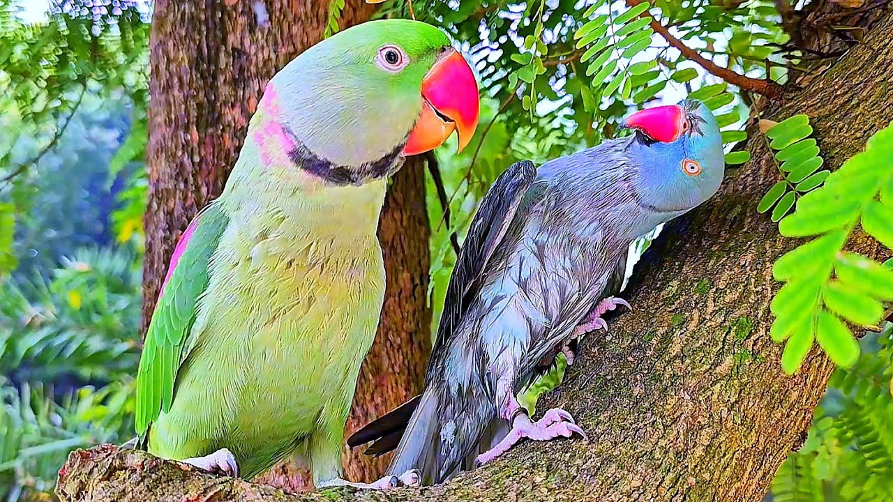 Tota Talking Mitthu Mitthu - YouTube