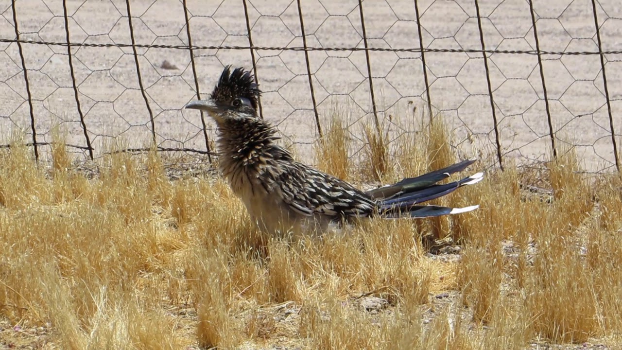 Chickens Pray Too - YouTube