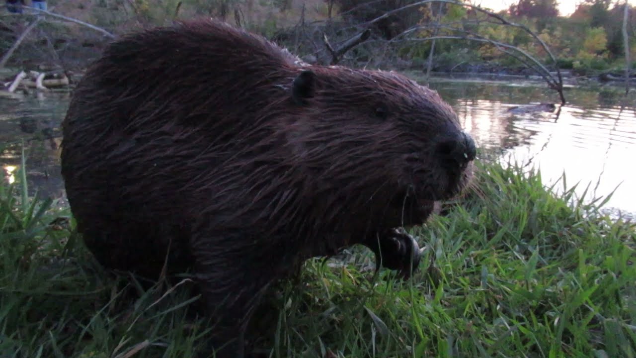 Epic Video of 2 Beavers Grazing on Quack Grass a Foot From Where I am ...