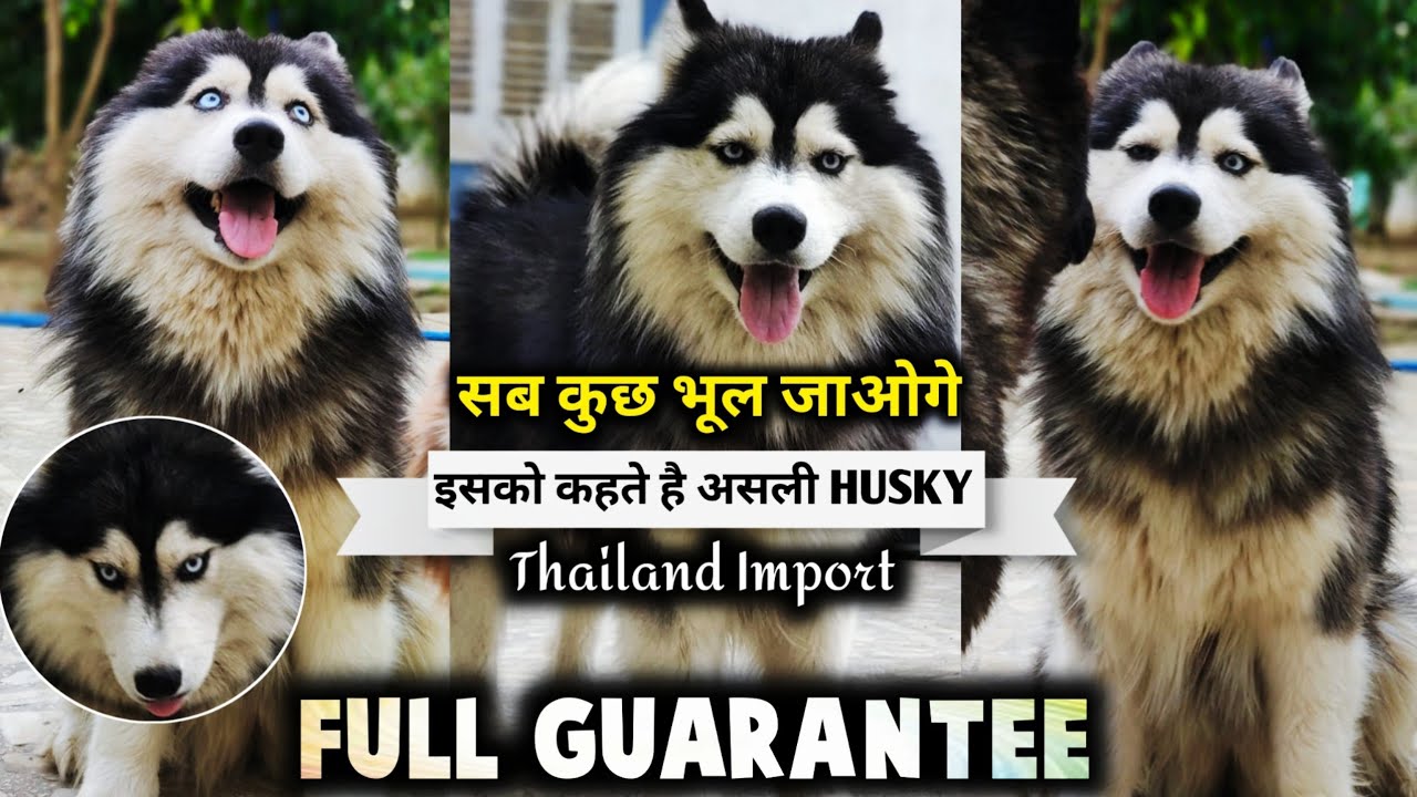 King size Thailand Import Siberian husky | kci husky for sale |ये देख ...