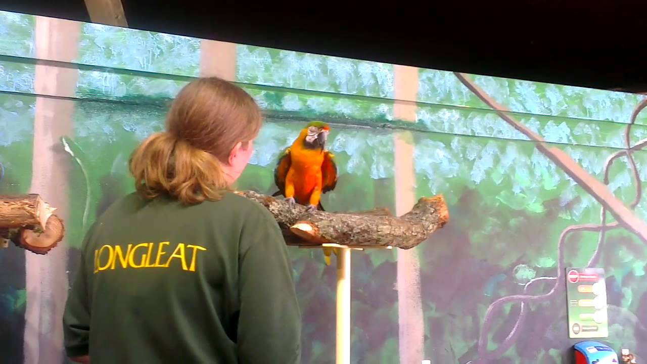 Talking parrots @ Longleat safari & adventure park - YouTube
