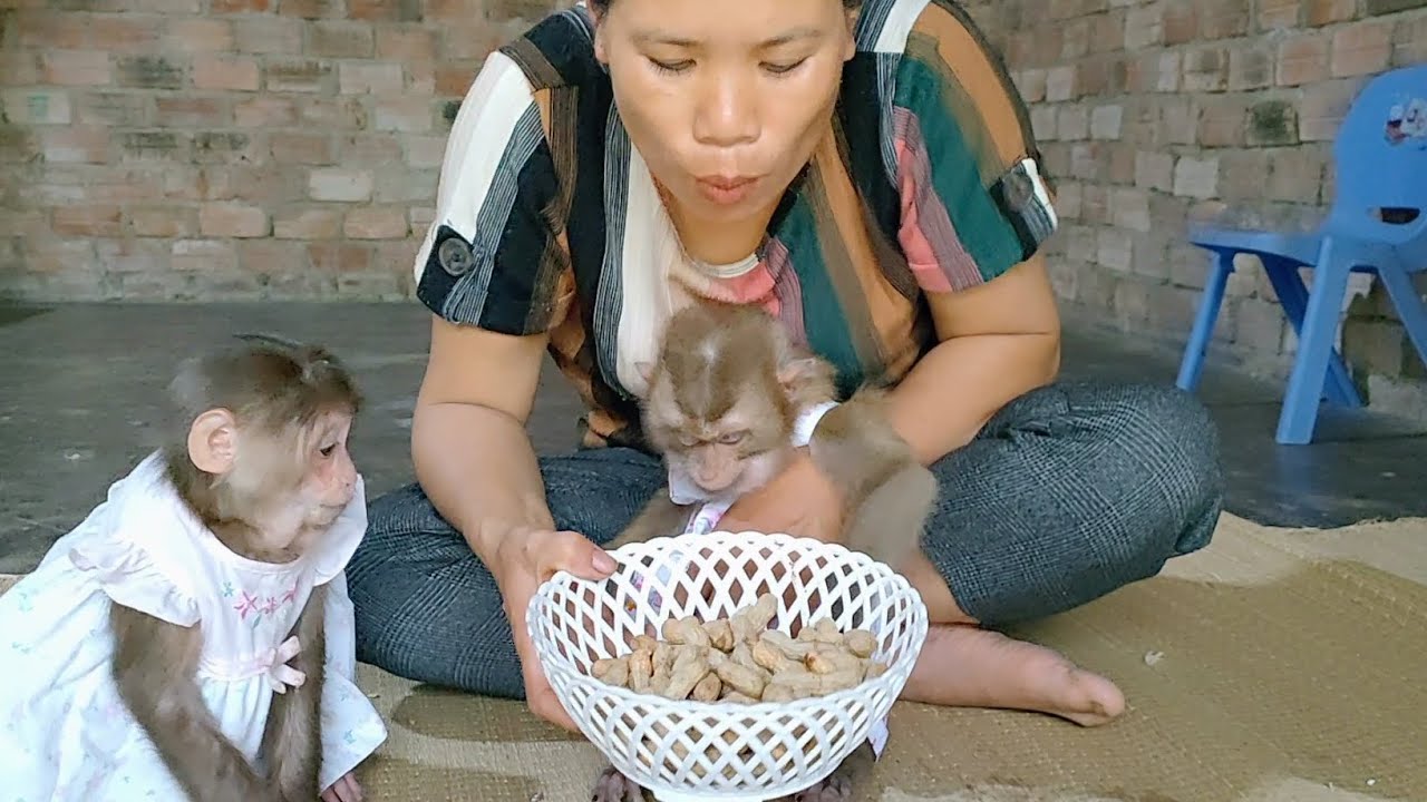 [Moon Family] Monkey Moon with Sky and mom boiled and ate peanuts - YouTube
