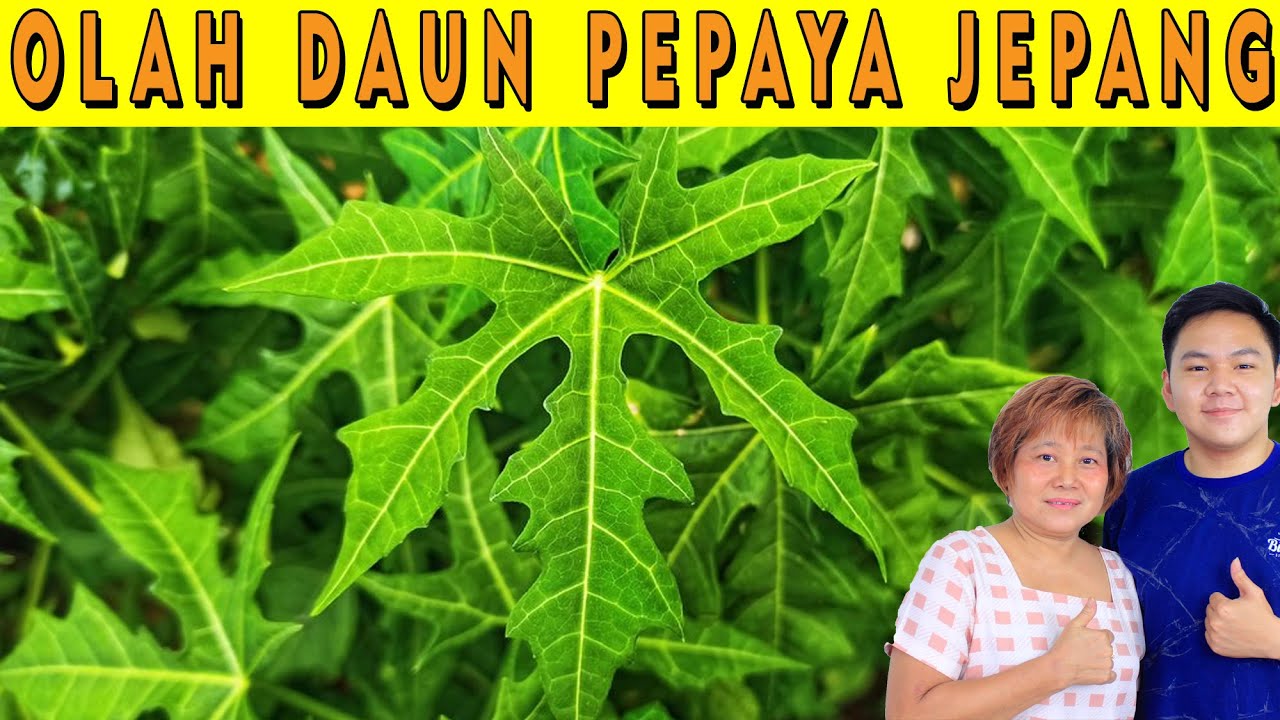 OLAH DAUN PEPAYA JEPANG YUK AGAR JADI ENAK! - YouTube