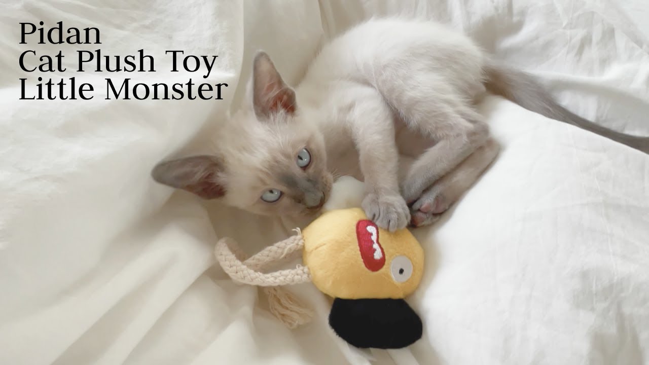 아깽이 토리가 고양이 인형과 노는 법 Torrie’s Best Friend. - YouTube