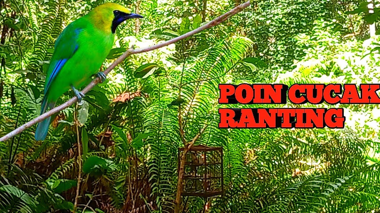 MIKAT BURUNG CUCAK RANTING - YouTube