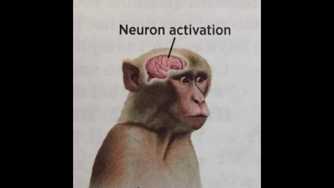 neuron activated mmm monkey shitpost status full stop punctuation - YouTube