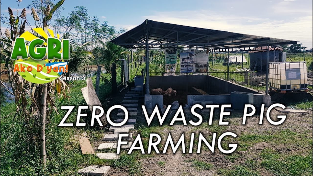 Zero Waste Pig Farming - YouTube
