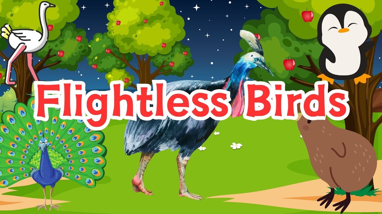 Birds that can't fly | Kids educational | videos Learn Flightless Birds ...