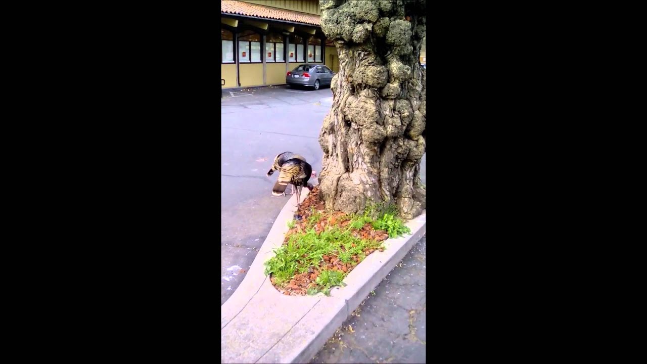 Turkeys invade downtown Davis, CA - YouTube