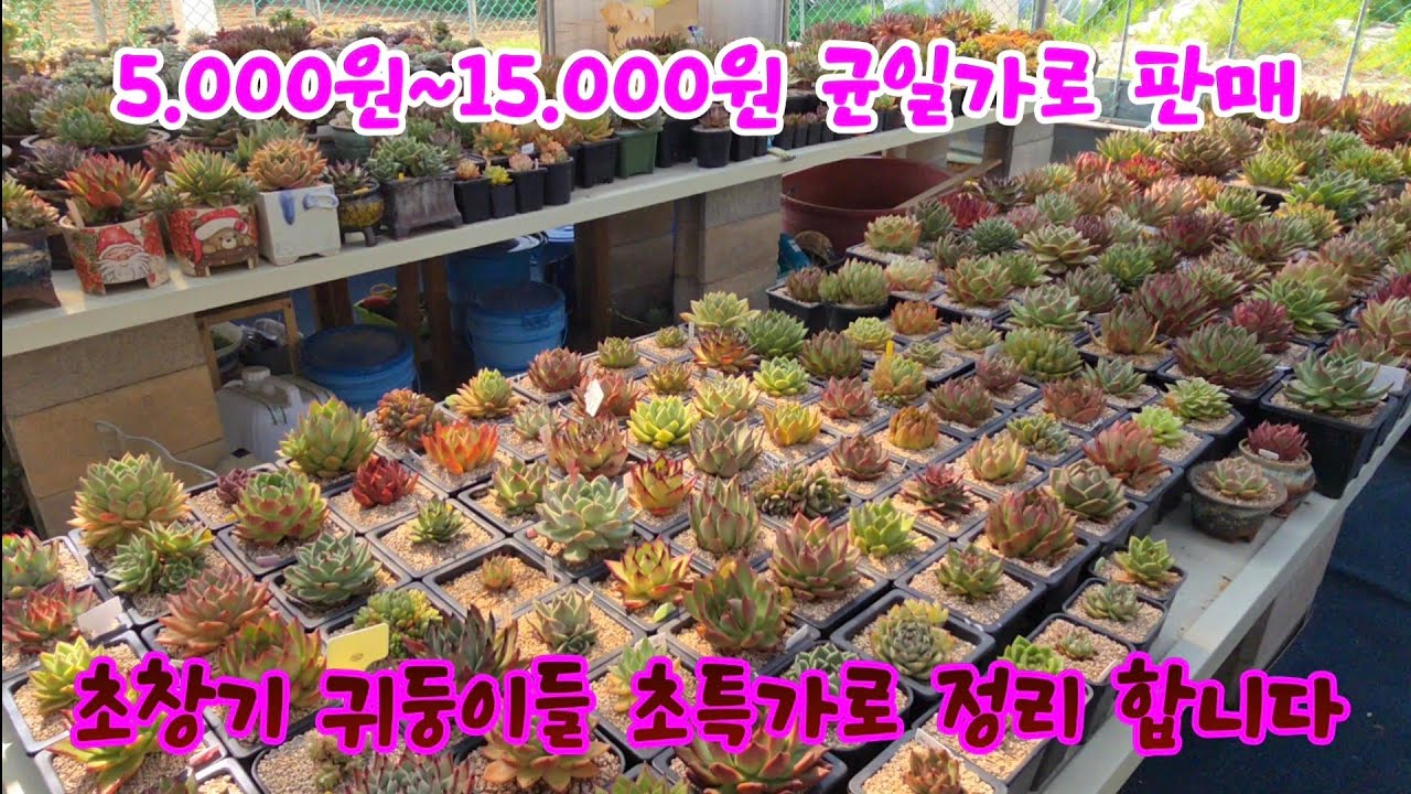 초창기 귀둥이들 자리정리 합니다 사정상 급하게 정리 얼굴 만들어서 키워보실분 추천 합니다 최대 80이상 할인판매 묵둥이 초창기 창 다육이 청담다육 달콤한총각다육