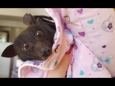 Where Are You Wonderful Batty People From? 🦇 - YouTube