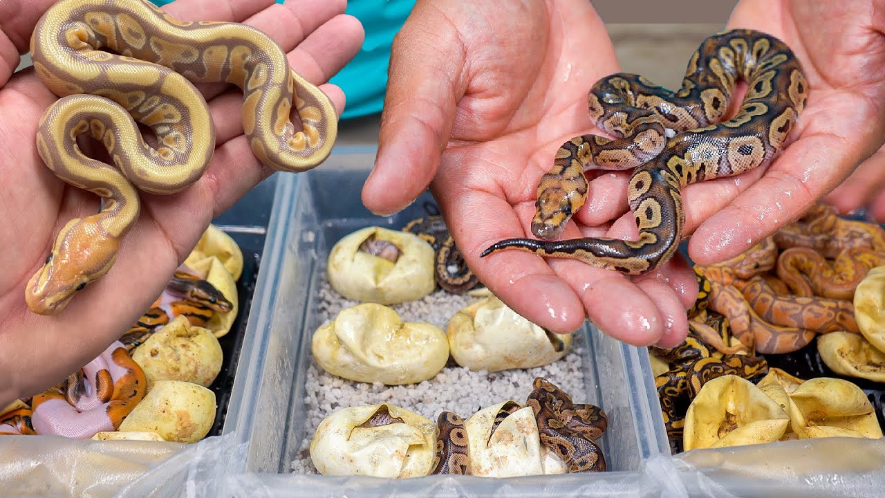 So Many Snake Babies! Its Getting Out Of Hand! - YouTube