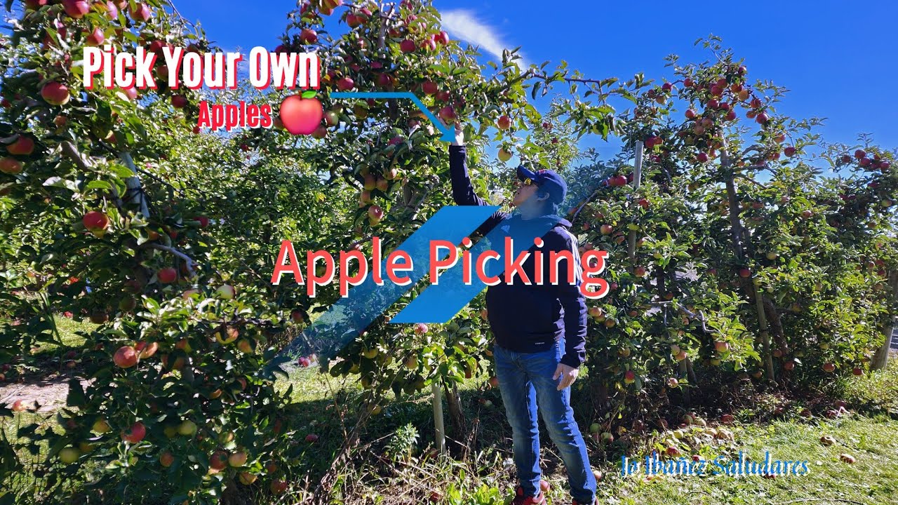 Canada Tradition - Pick Your Own Apples - Apple Picking 🍎| Great ...