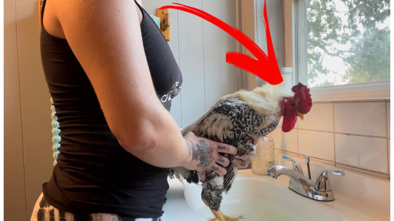 Rooster Falls Asleep During Pedicure | BUMBLEFOOT Treatment On The ...