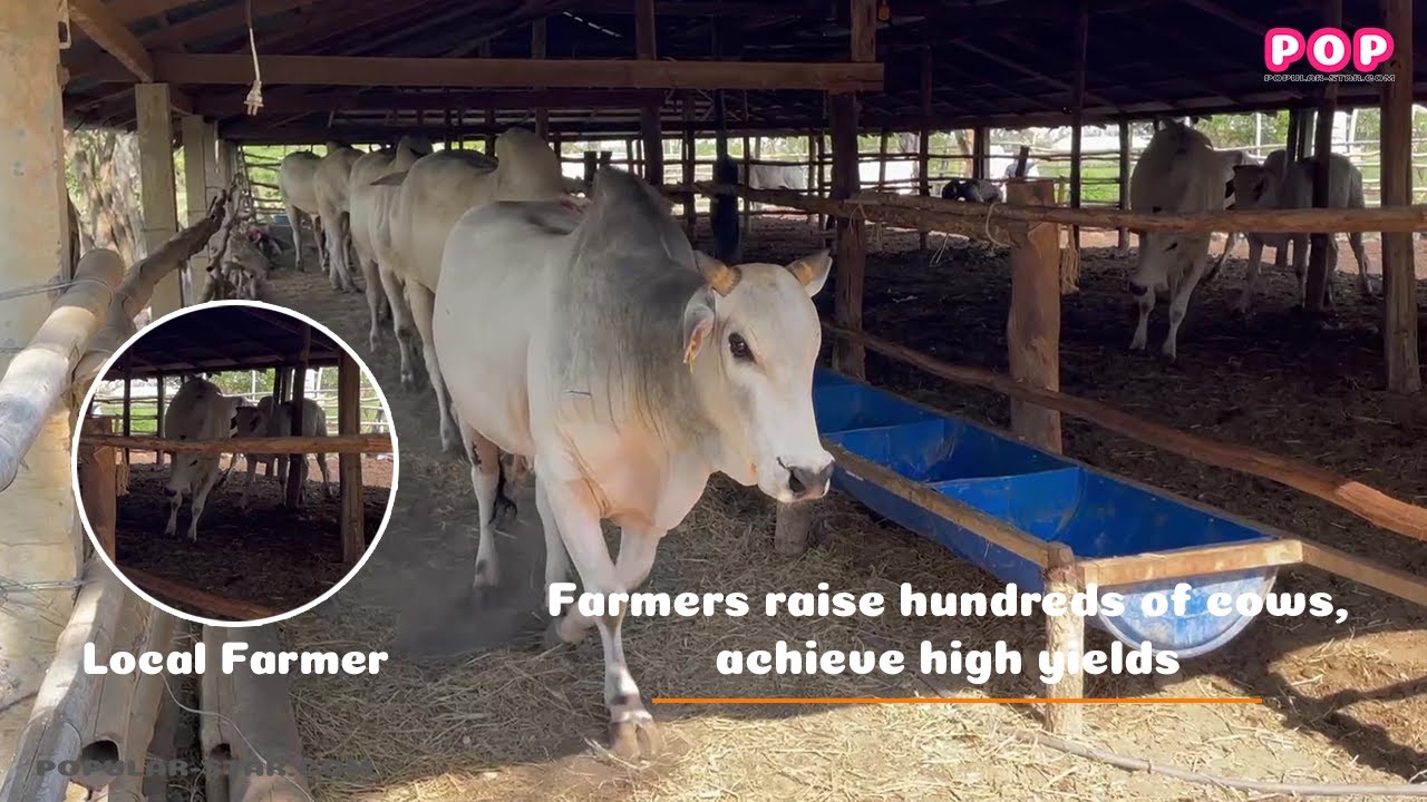 Farmers raise hundreds of cows, achieve high yields - YouTube