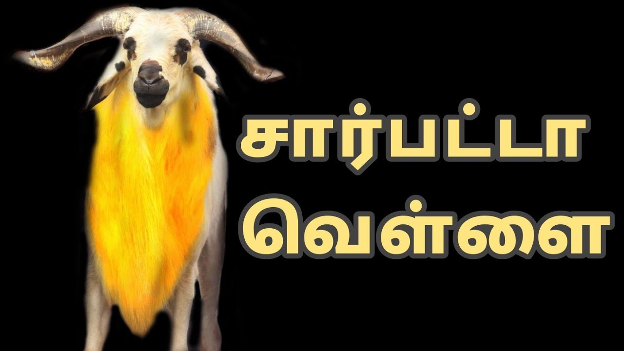 Sarpatta Vellai | #keda muttu #madura_keda - YouTube